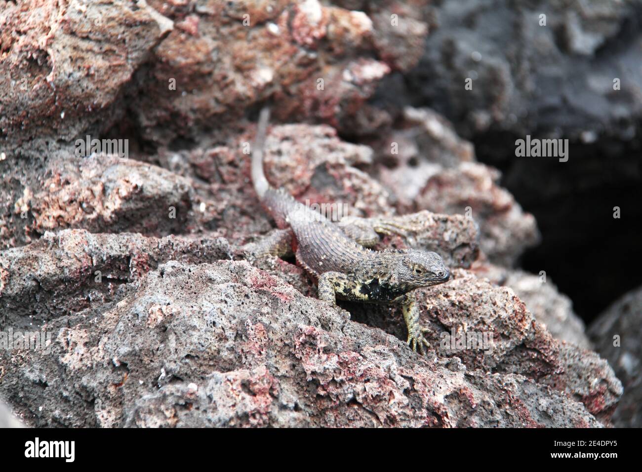 Lava Lizard of the Galapagos Islands Stock Photo - Alamy