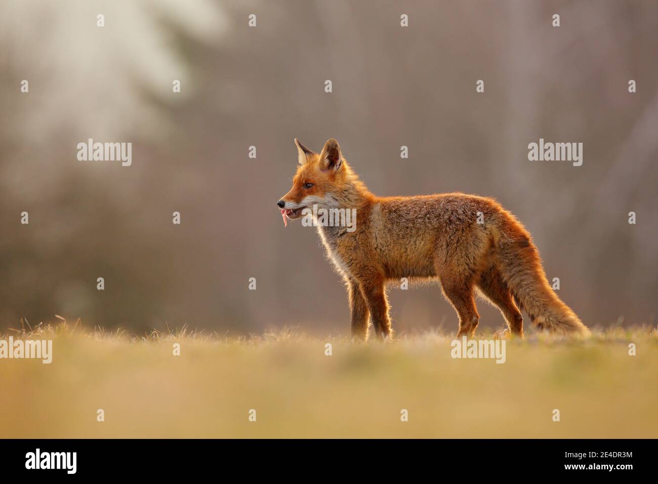 Red Fox hunting, Vulpes vulpes, wildlife scene from Europe. Orange fur coat animal in the nature ...