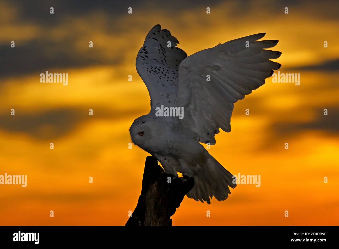 Beautiful sunset sky with flying owl. Snowy owl, Nyctea scandiaca, rare ...