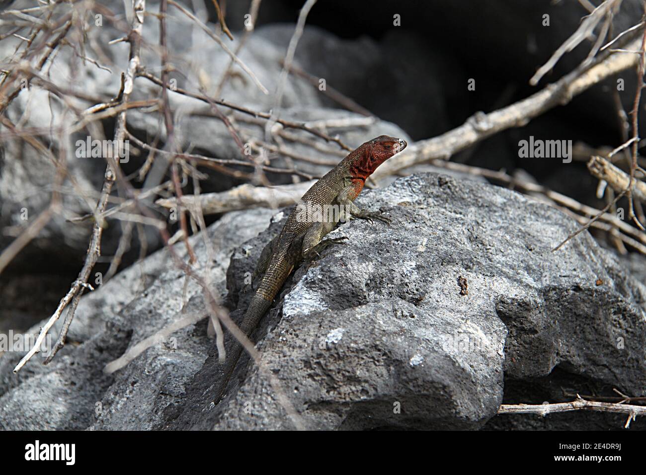 Female Lava Lizard of the Galapagos Islands Stock Photo - Alamy
