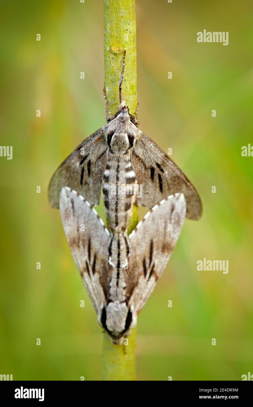 Pine Hawk-moth, Sphinx pinastri, two butterfly mating on the green ...