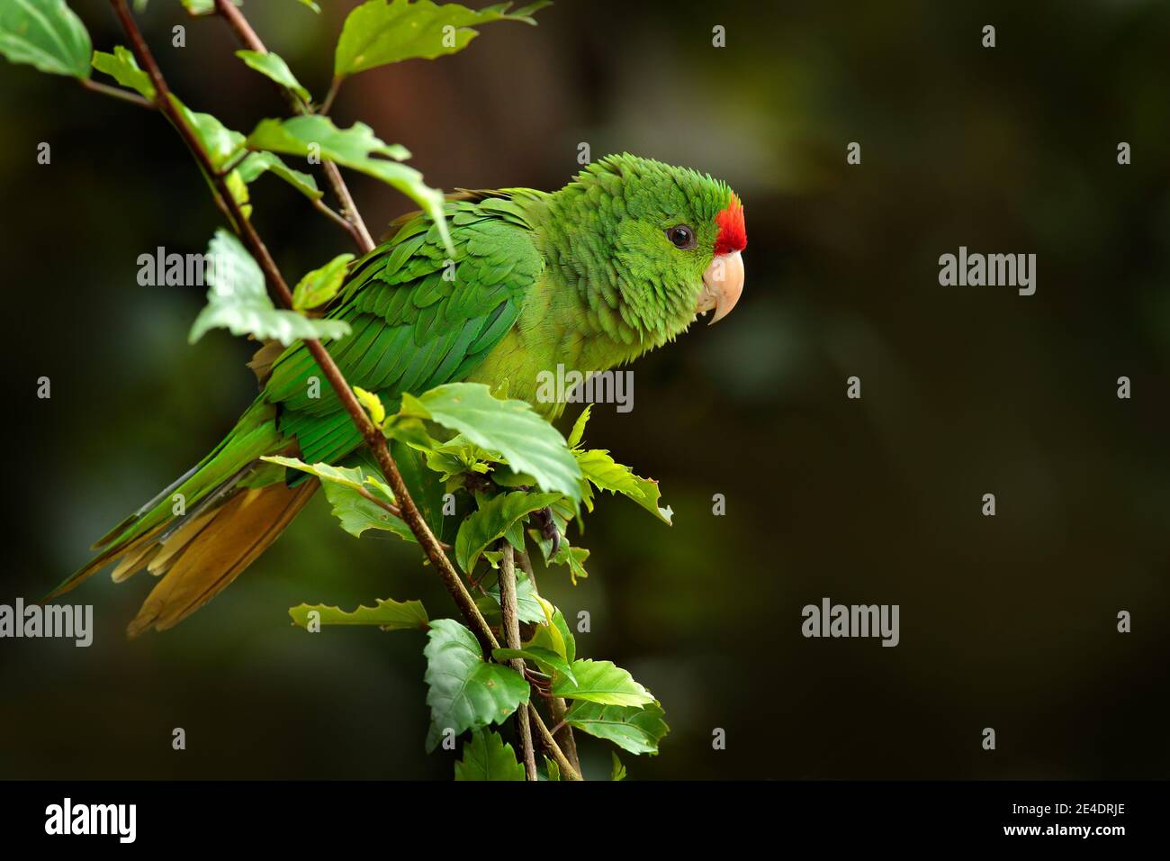 Ara aratinga hi-res stock photography and images - Alamy