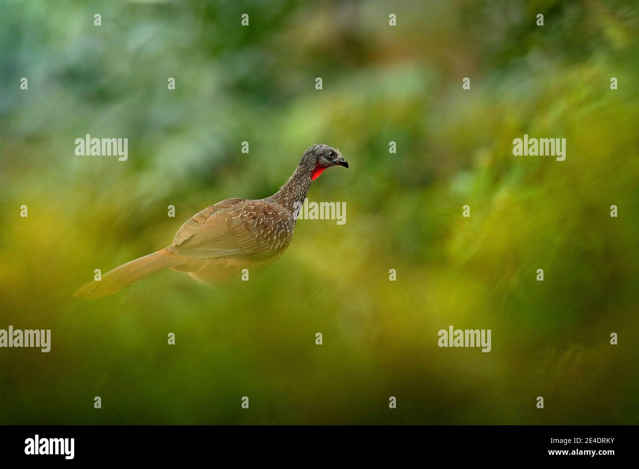 Band-tailed Guan, Penelope argyrotis, rare bird from dark forest Santa ...