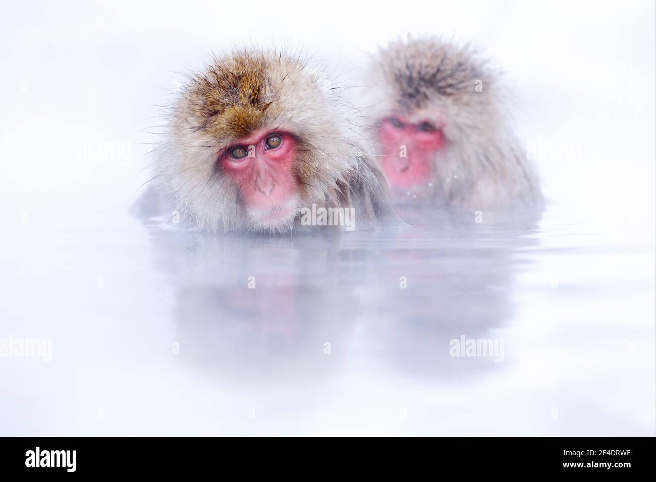 Cold Monkey Face