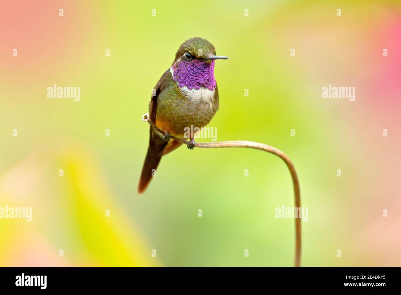 Hummingbird from Colombia in bloom flower, Colombia, wildlife from ...