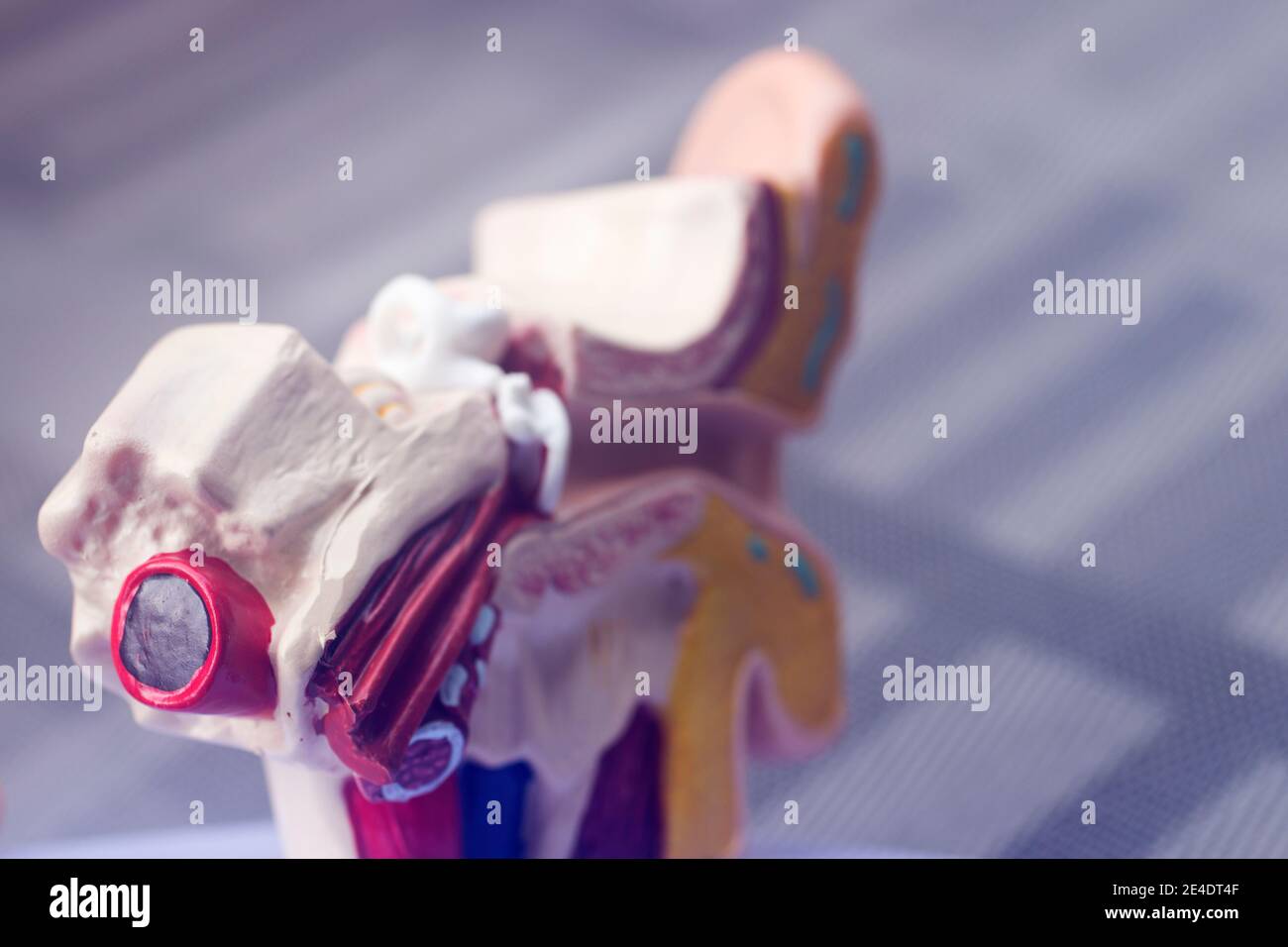 Hearing ear medical teaching model Stock Photo - Alamy