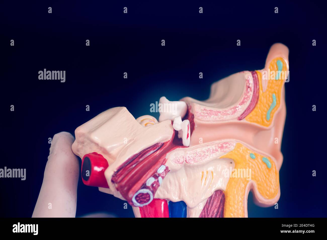 Hearing ear medical teaching model Stock Photo - Alamy
