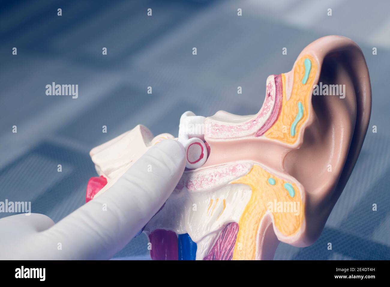 Hearing ear medical teaching model Stock Photo - Alamy
