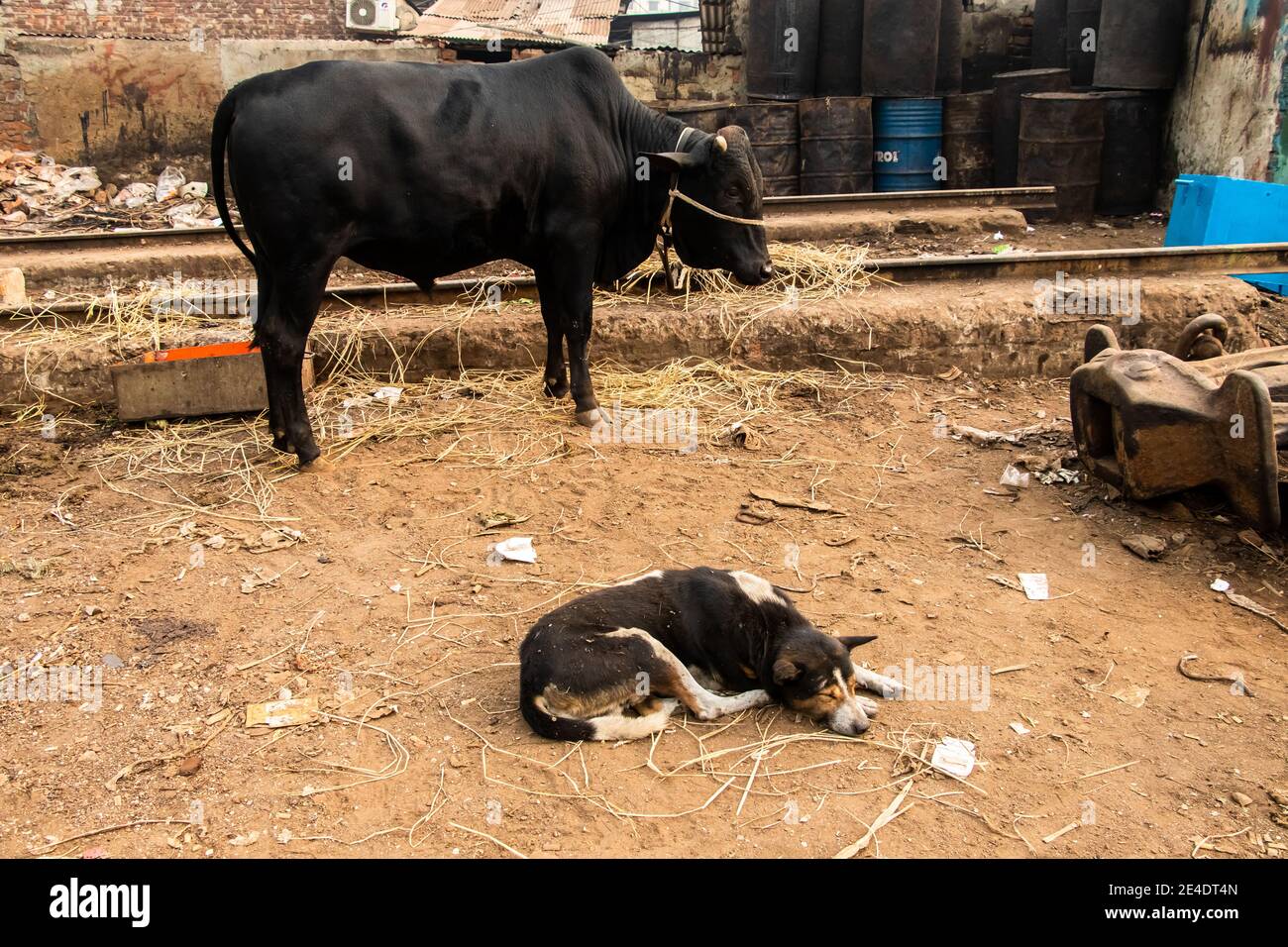 The togetherness of animal I captured this image from Dhaka, Bangladesh ...