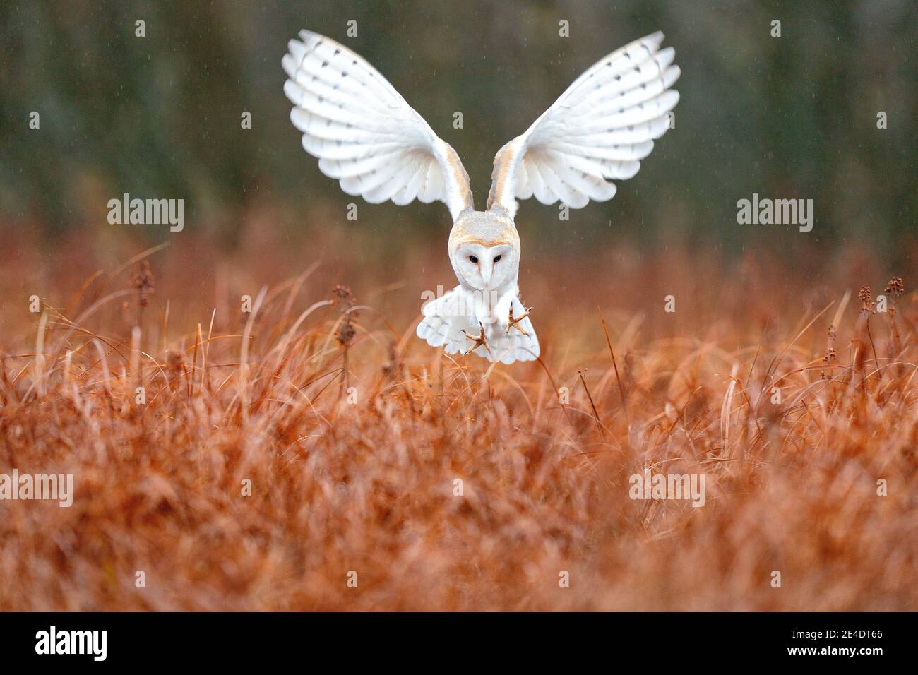 Barn Owls Landing