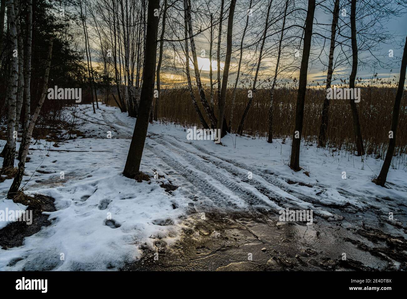 Trees in winter ardennes hi-res stock photography and images - Alamy