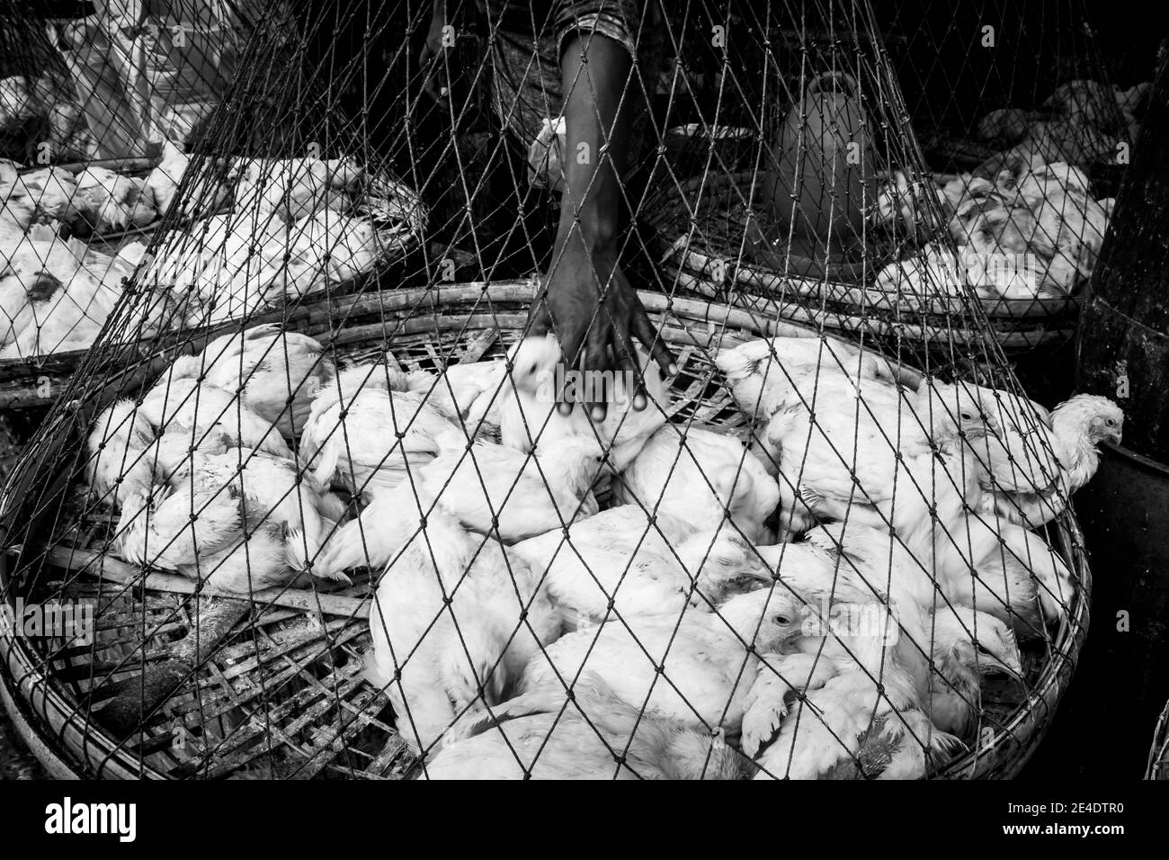 Man selling chicken in Bazar I captured this image from Dhaka ...