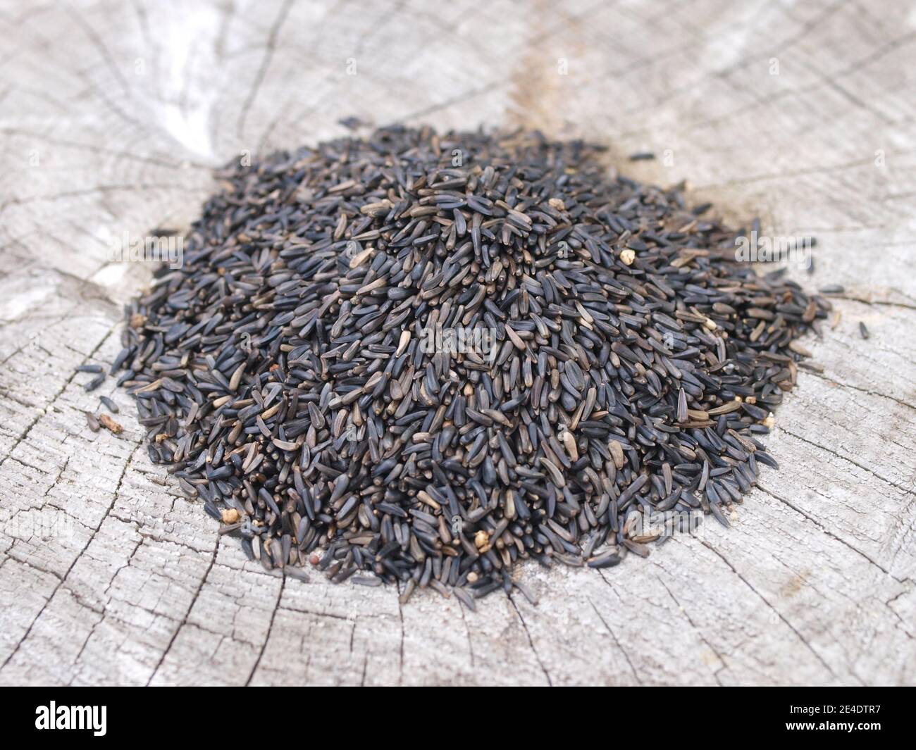 Niger seeds suitable for bird feeders for British birds Stock Photo - Alamy