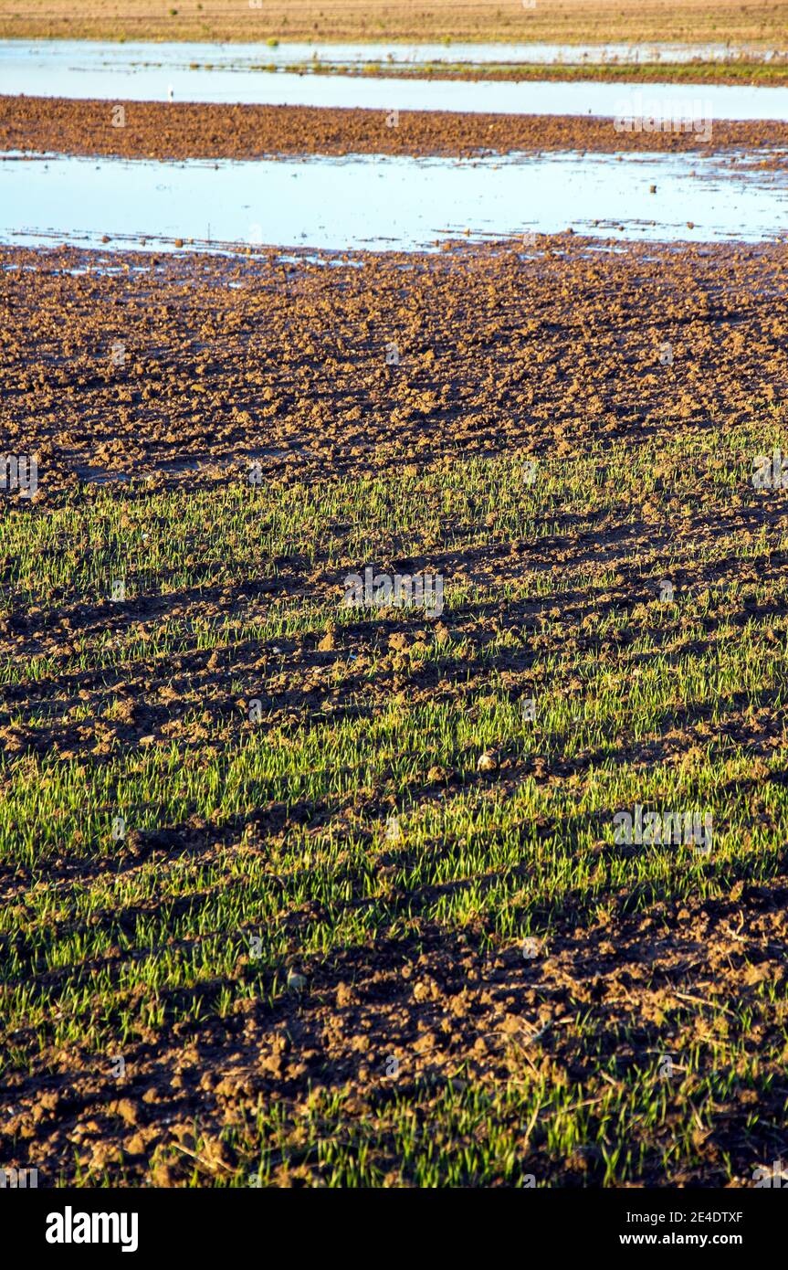 Flooded farming land hi-res stock photography and images - Alamy