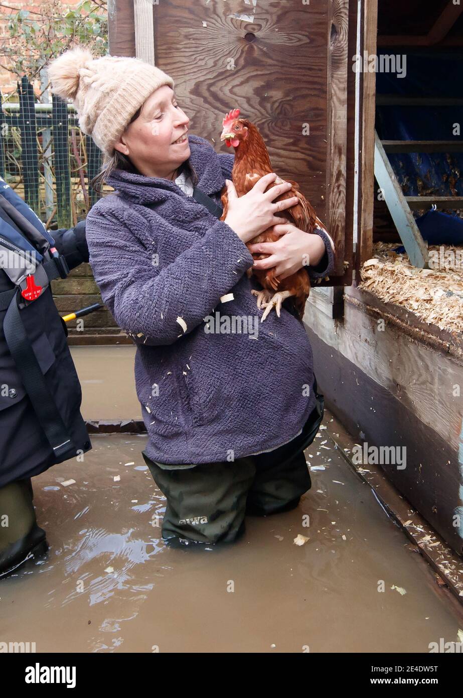 Ruth Richards checks on her rescued ex-battery hens, in flood water at ...