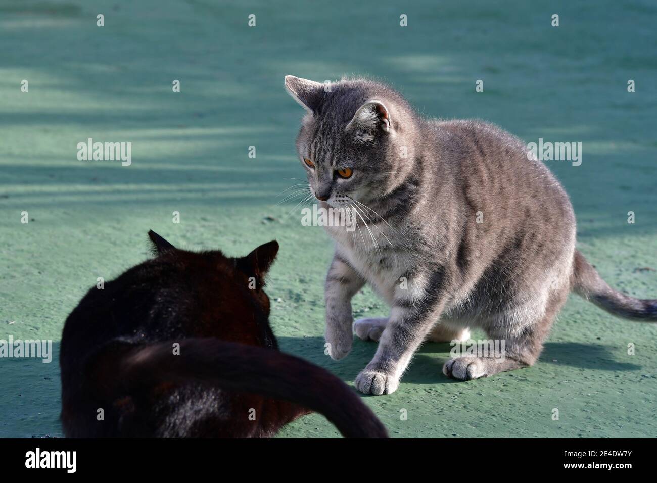 Cats And Kittens Playing Or Fighting