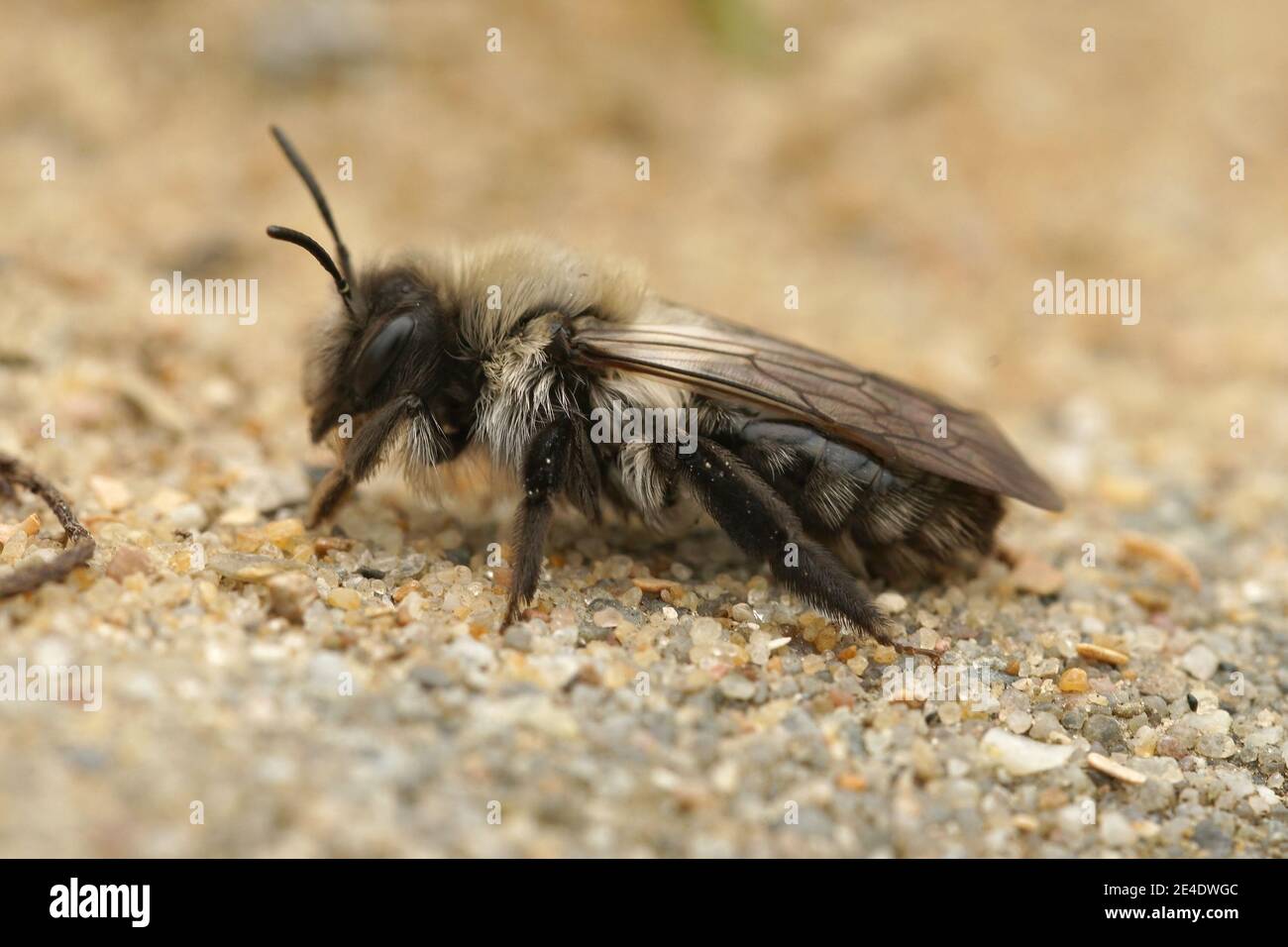 A fresh emerged female grey mining bee, Andrena vaga Stock Photo - Alamy