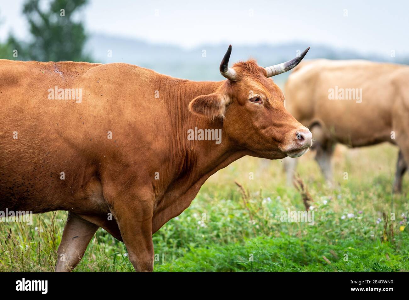 Free range cattle on a hilltop in Eastern Kentucky Stock Photo - Alamy