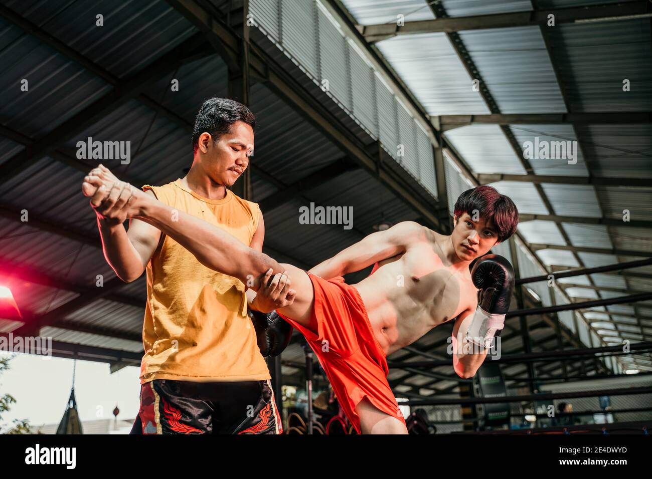 muscular man boxing in gloves with her trainer doing kicking exercise ...
