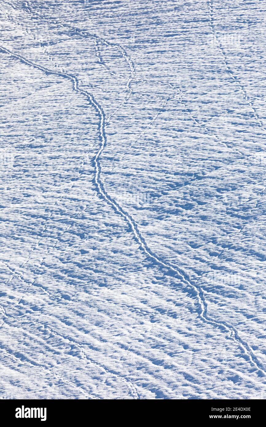 Trails and wildlife hi-res stock photography and images - Alamy