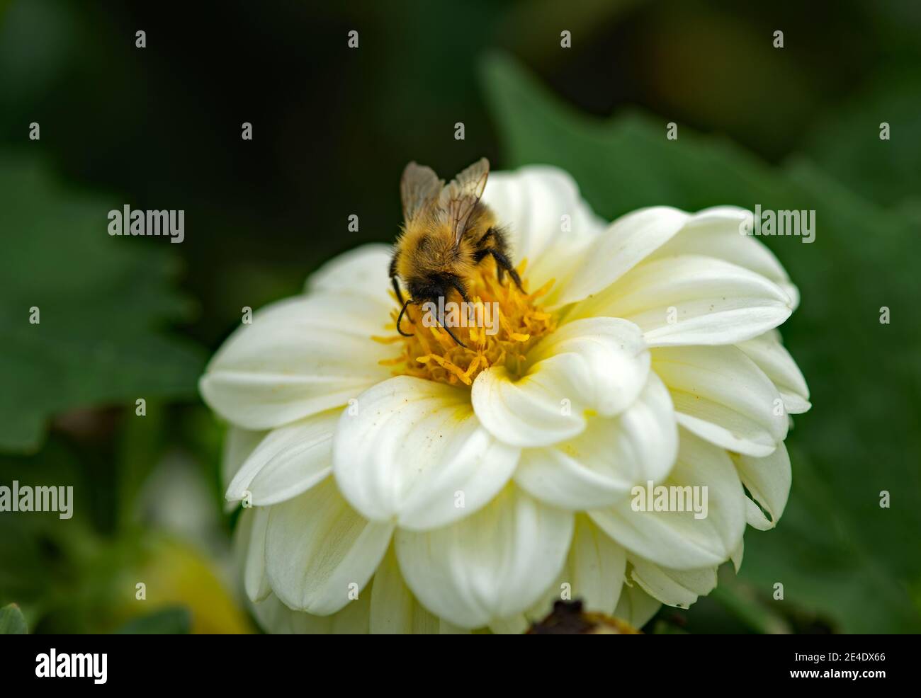 A honey bee collecting nectar from a Dahlia (Asteraceae) blossom Stock ...