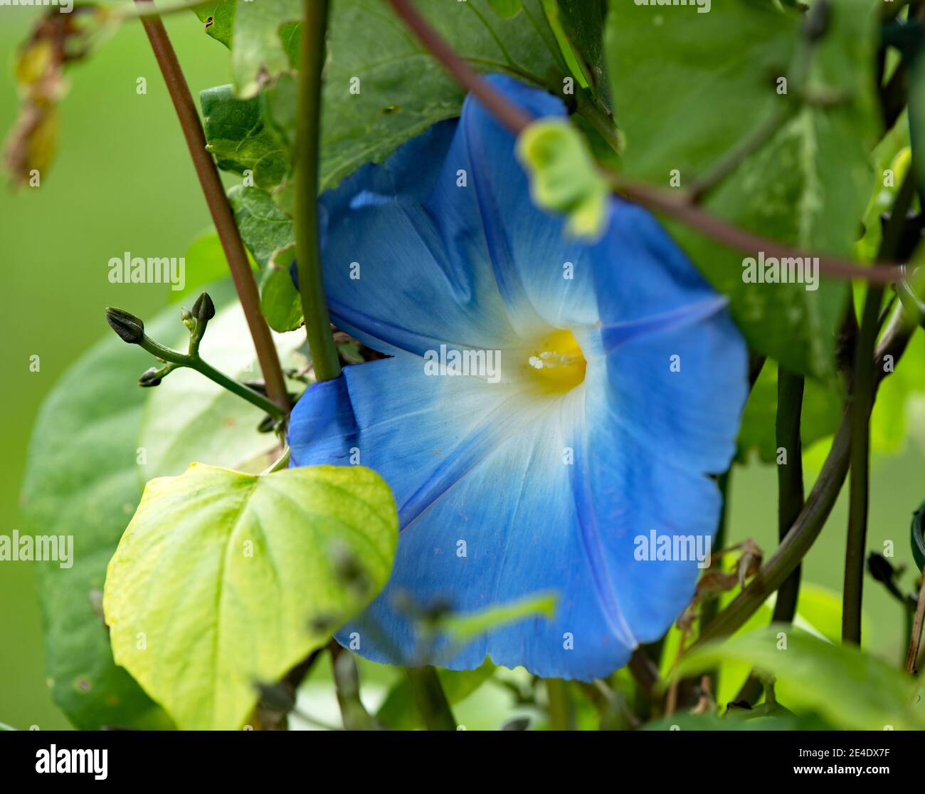 Morning glory leaves hi-res stock photography and images - Alamy