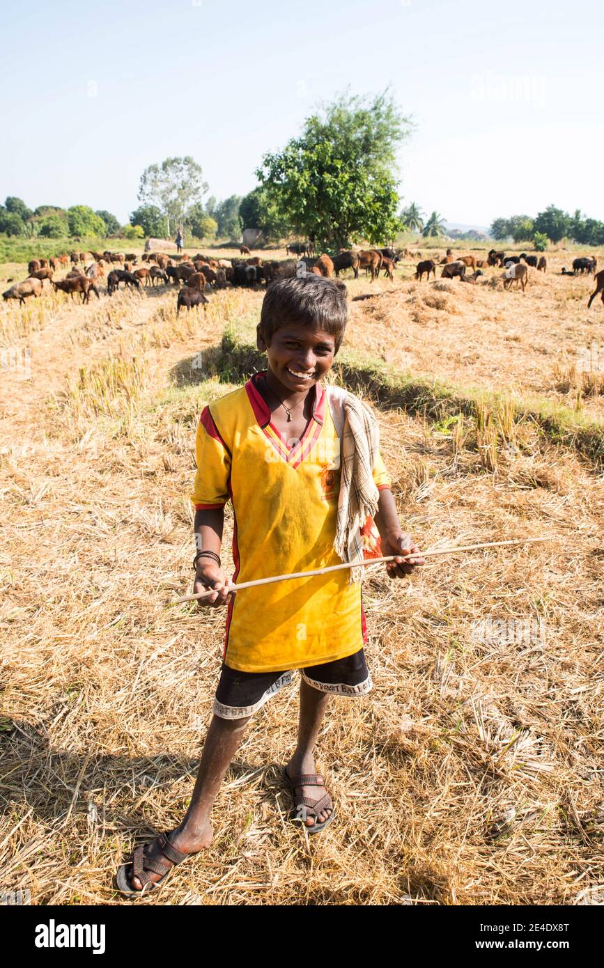 Indian shepherd herd sheeps hi-res stock photography and images - Alamy