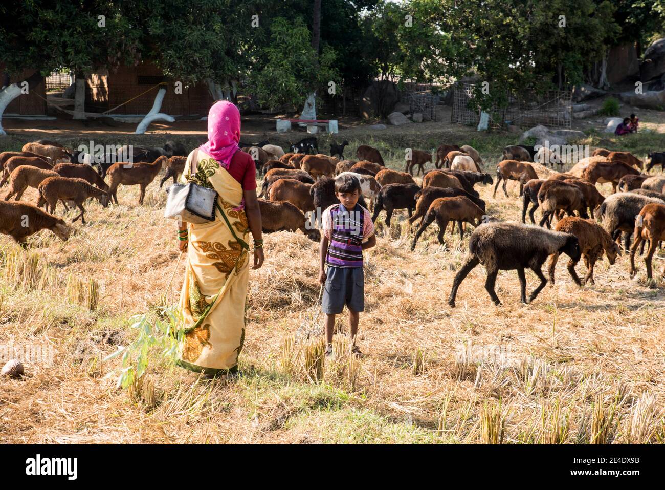 Indian shepherd herd sheeps hi-res stock photography and images - Alamy