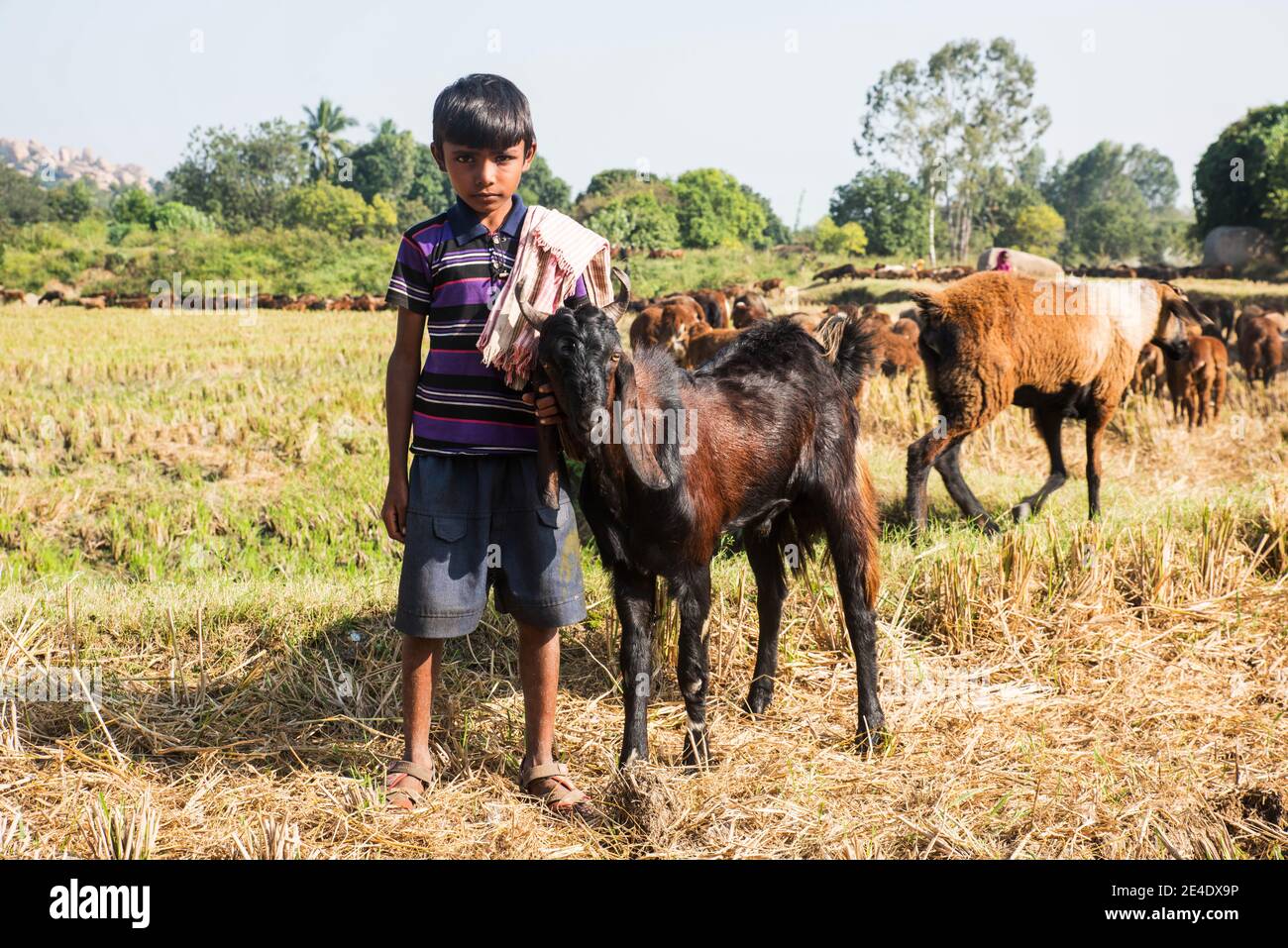 wandering Indian shepherd family with their sheeps Stock Photo - Alamy