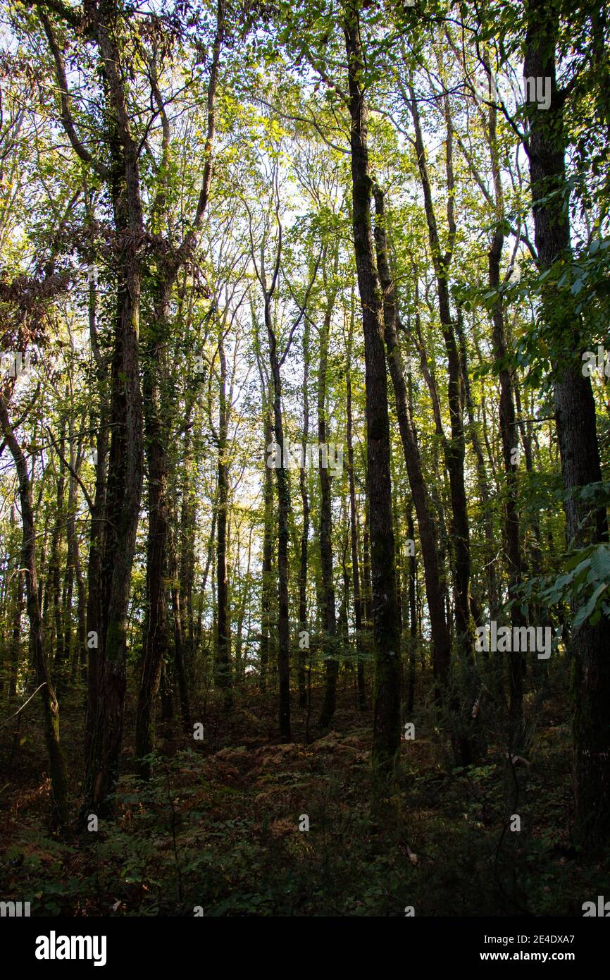 Vertical shot of the trunks of tall trees in the middle of a forest Stock Photo - Alamy