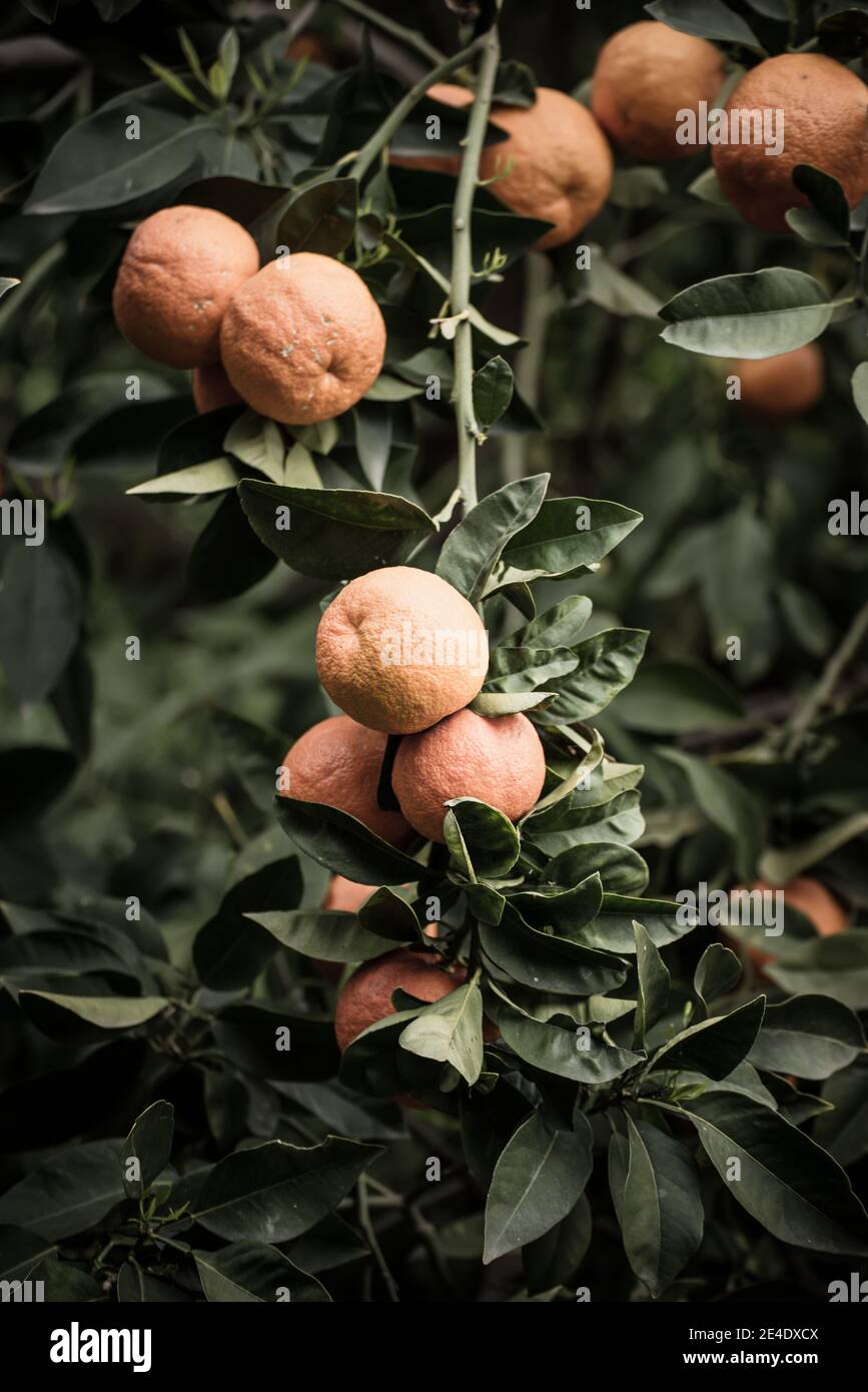 Tangerine garden with green leaves and ripe fruits. Mandarin orchard ...