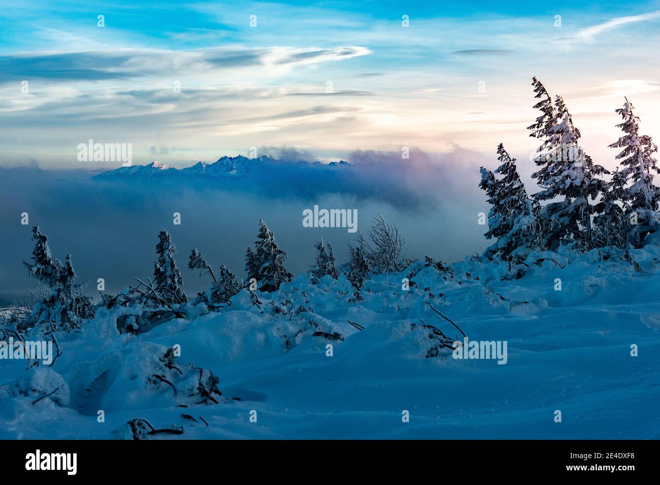 Winter in Polish mountains - snow covered pine trees and Tatra ...