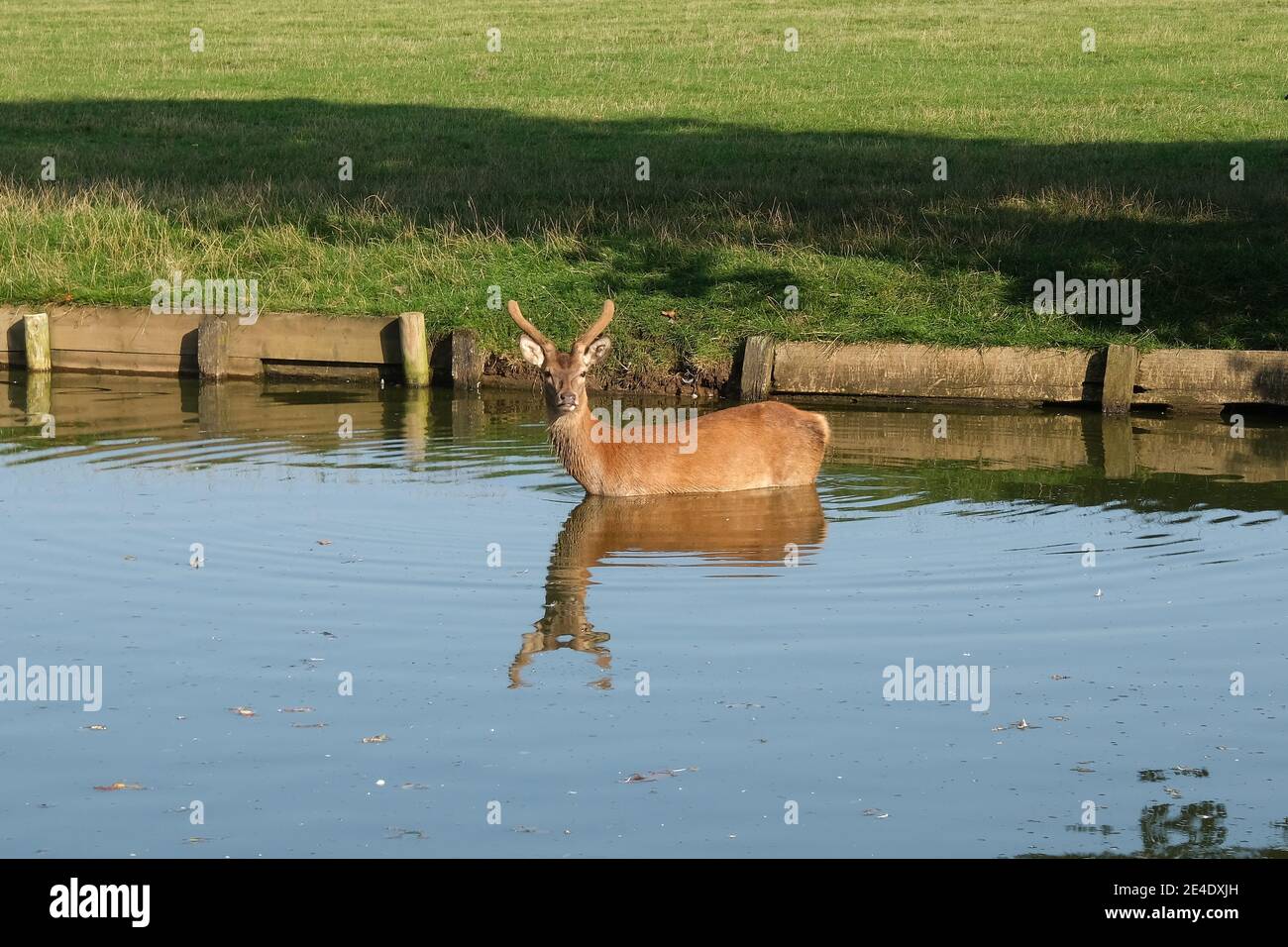 Having a swim hi-res stock photography and images - Alamy