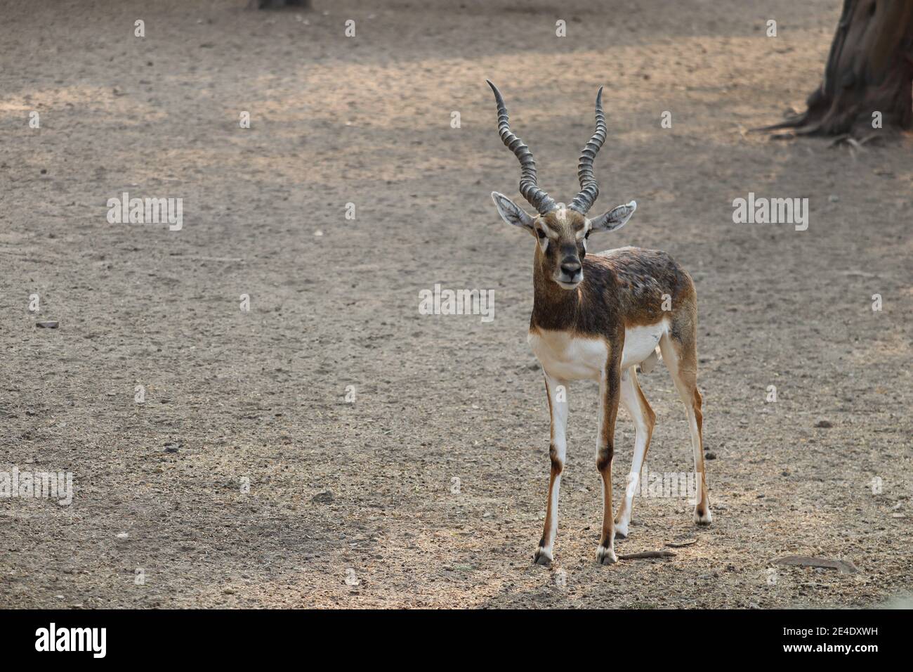 Indian blackbuck young hi-res stock photography and images - Alamy
