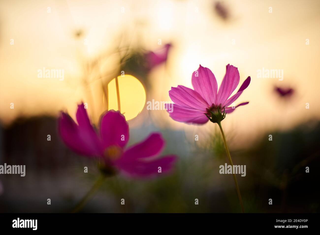 Field cosmos violet flower hi-res stock photography and images - Alamy