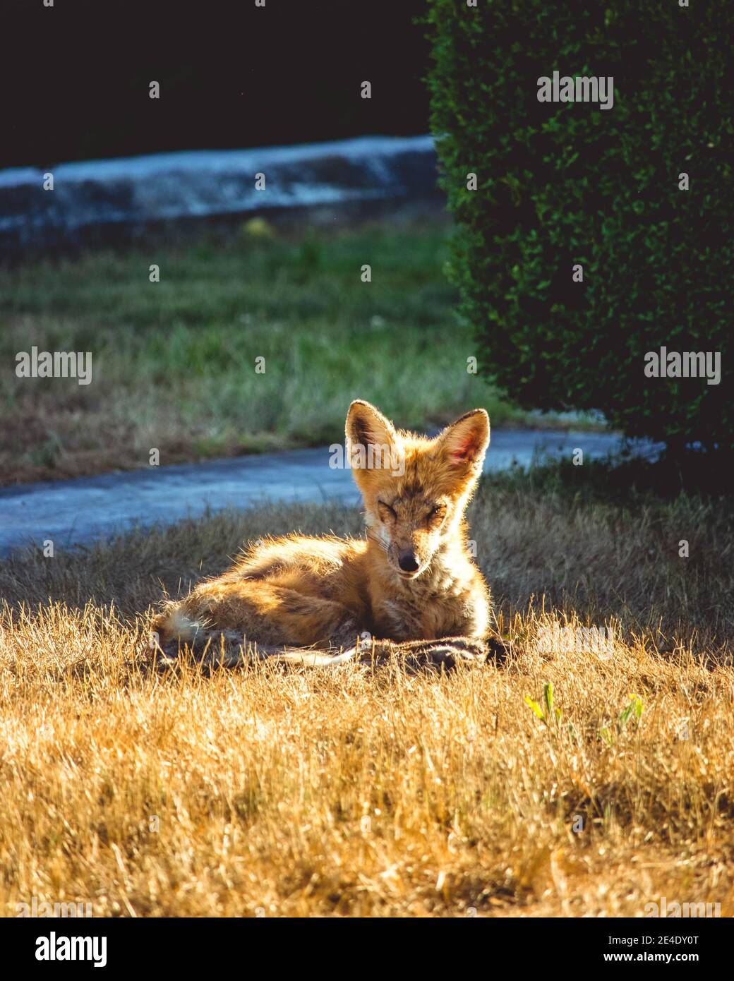 Vertical shot of a fox with squinting eyes lying in the sun Stock Photo ...