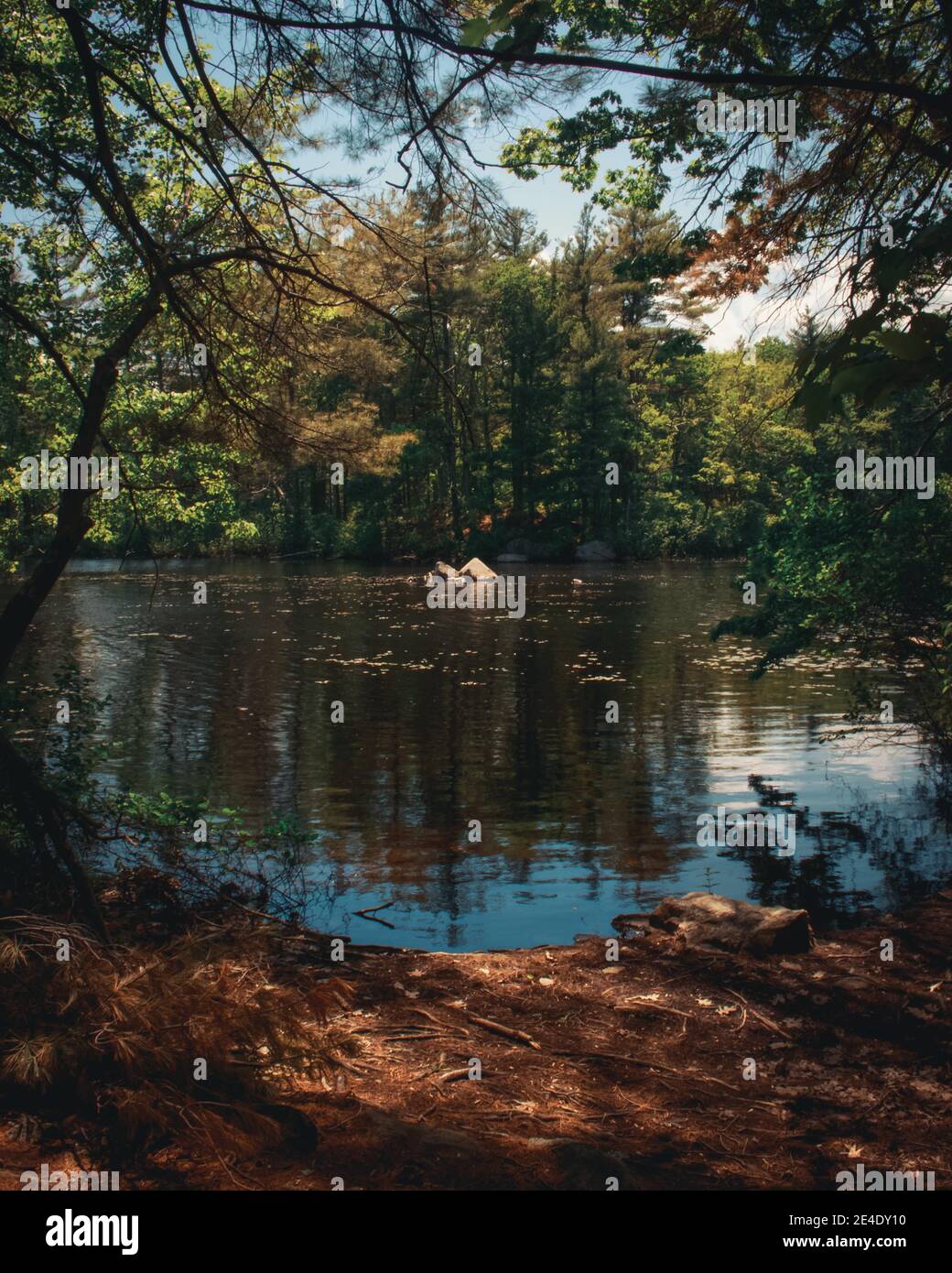 Pond in dense jungle hi-res stock photography and images - Alamy