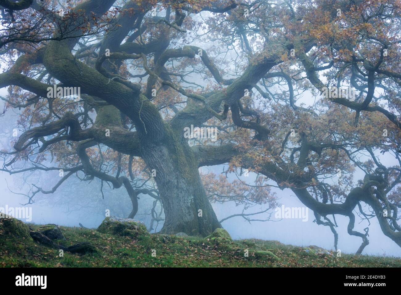 Gnarly Old Oak Tree in Autumn Stock Photo - Alamy