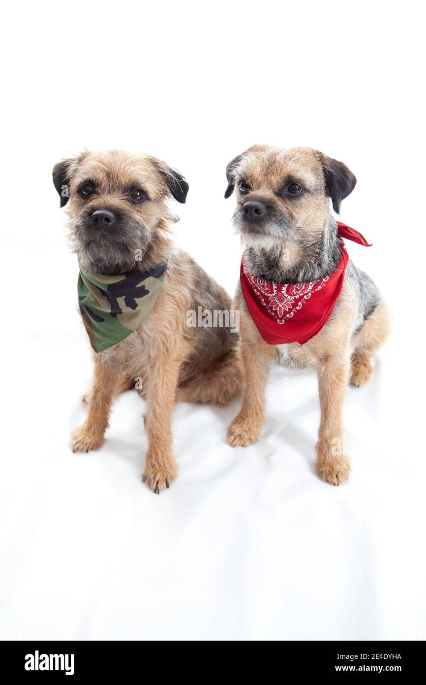 studio portrait of two cute Border terrier dogs wearing neck bandanas ...