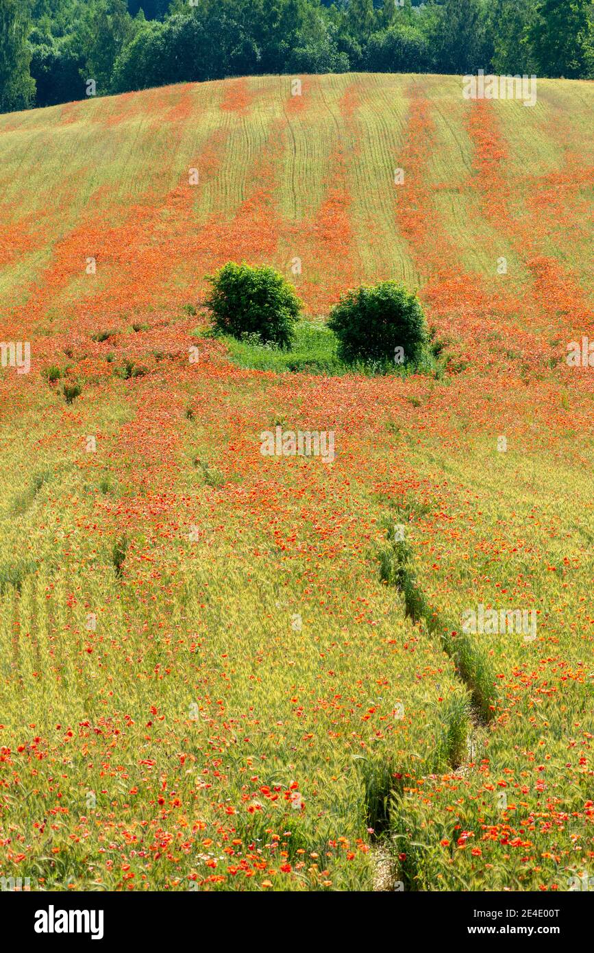 Path through a poppy field in summertime Stock Photo - Alamy