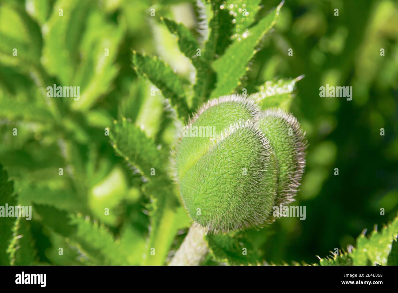 young unopened poppy buds on a background of green leaves on a bright ...