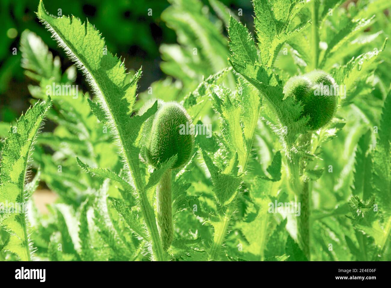 young unopened poppy buds on a background of green leaves on a bright ...