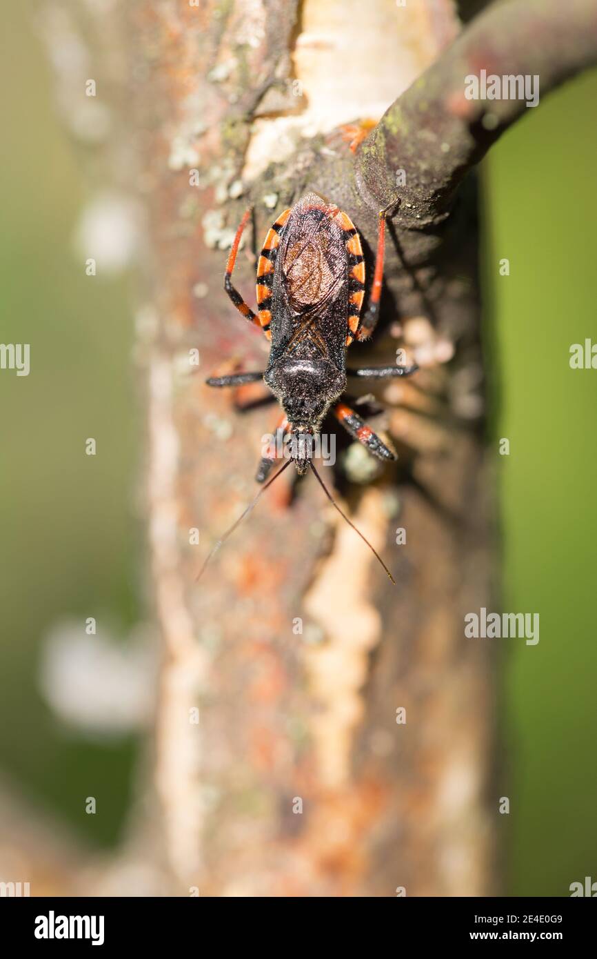 Assassin bug (Rhynocoris annulatus Stock Photo - Alamy