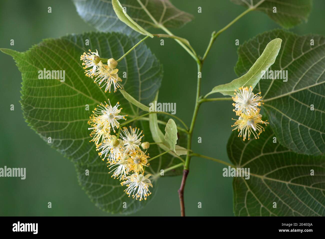 Linden Tree Flower