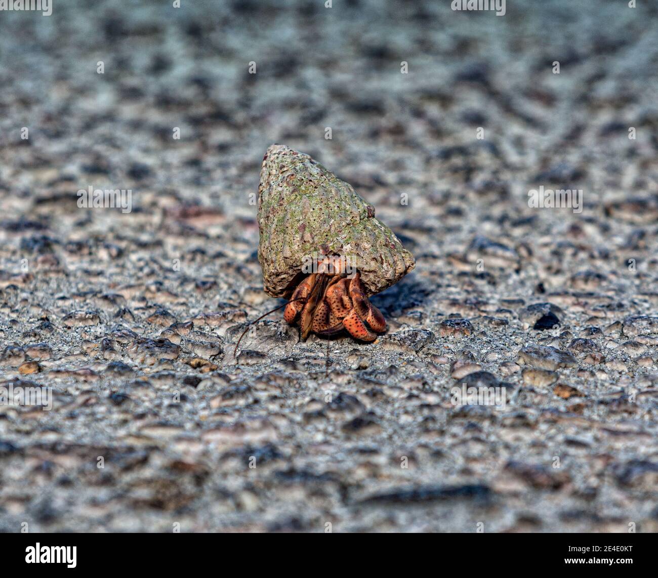 Mollusc movement hi-res stock photography and images - Alamy