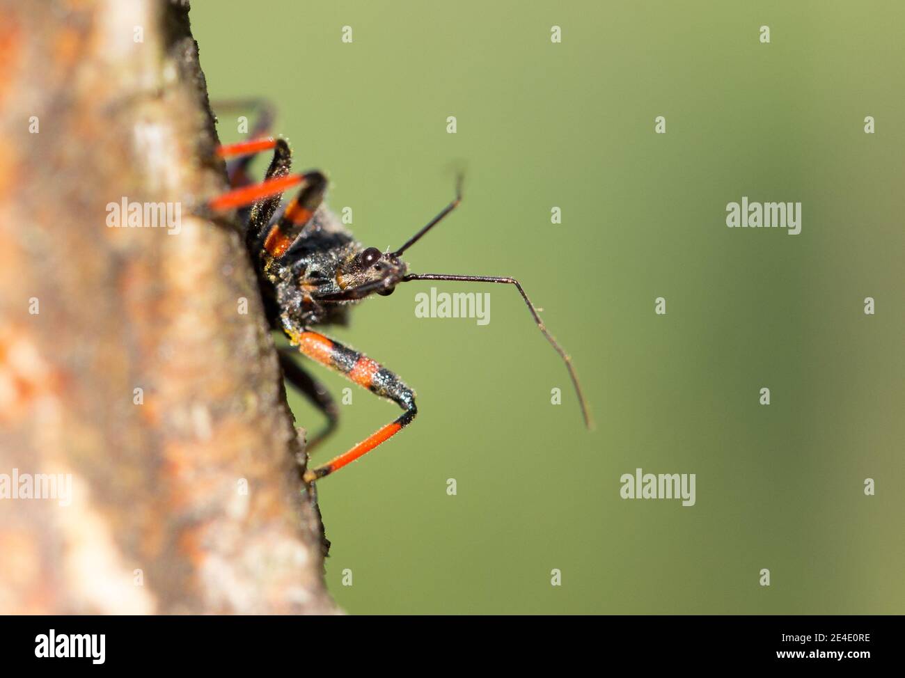 Rhynocoris hi-res stock photography and images - Alamy