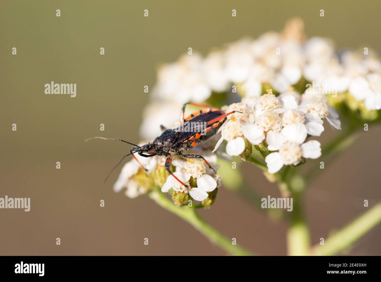 Rhynocoris High Resolution Stock Photography and Images - Alamy