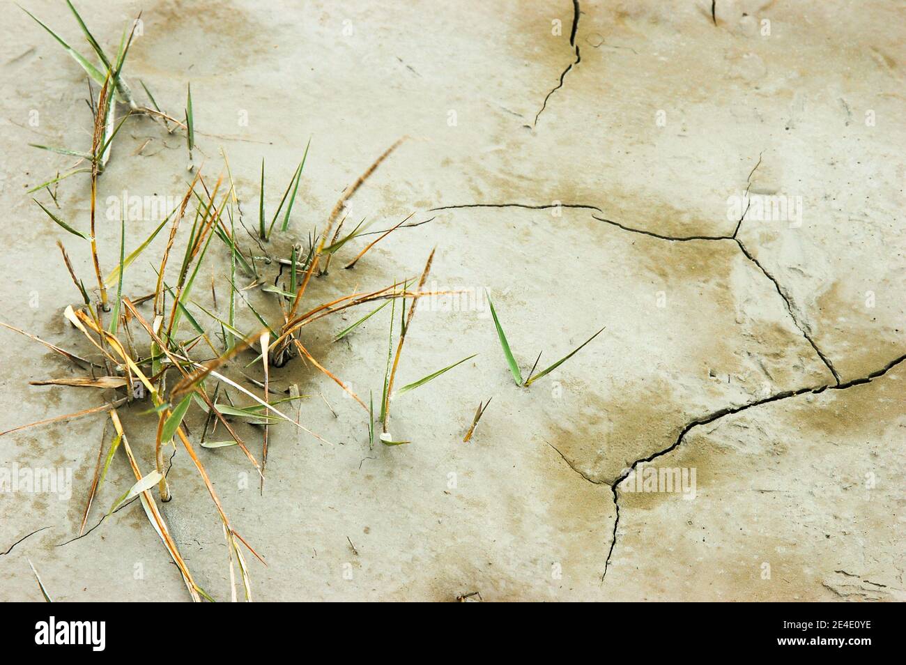 Vegetation and texture of cracked mudflat in the Mont Saint-Michel bay ...