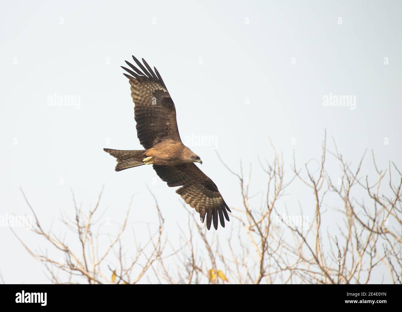 Side view of black kite hi-res stock photography and images - Alamy