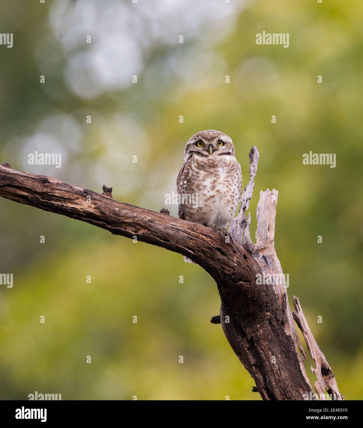 Brama brama hi-res stock photography and images - Alamy